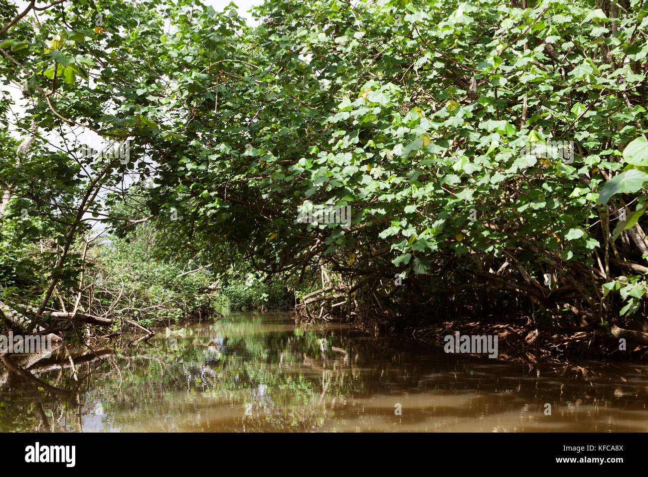 FRENCH POLYNESIA, Raiatea Island. Faarpa River Stock Photo - Alamy