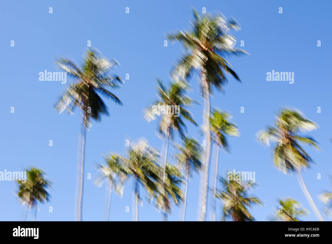 FRENCH POLYNESIA, Moorea. Blurred coconut trees Stock Photo - Alamy