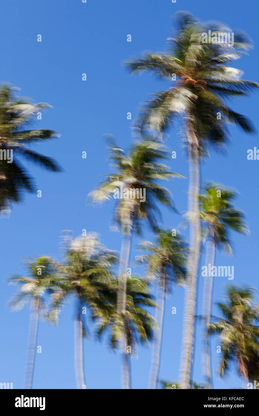 FRENCH POLYNESIA, Moorea. Blurred coconut trees Stock Photo - Alamy