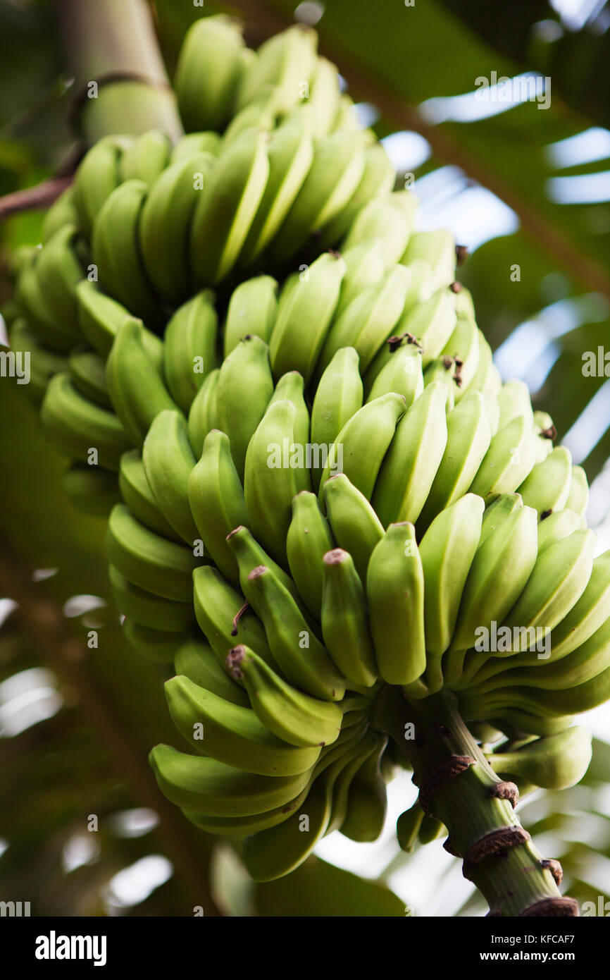 FRENCH POLYNESIA, Moorea. Bananas on a tree Stock Photo - Alamy