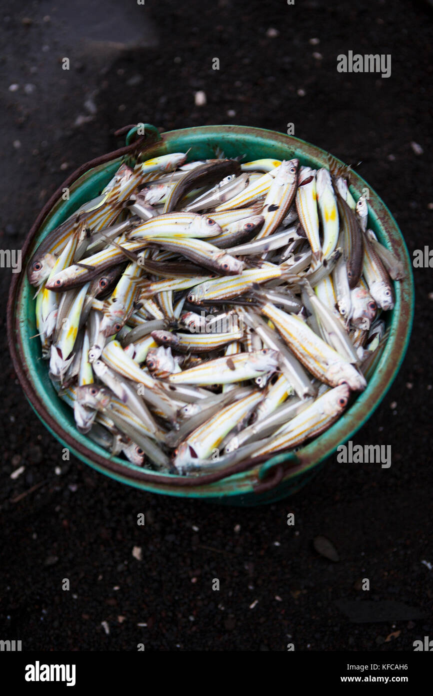 FRENCH POLYNESIA, Moorea. Freshly caught fish in a bucket Stock Photo ...