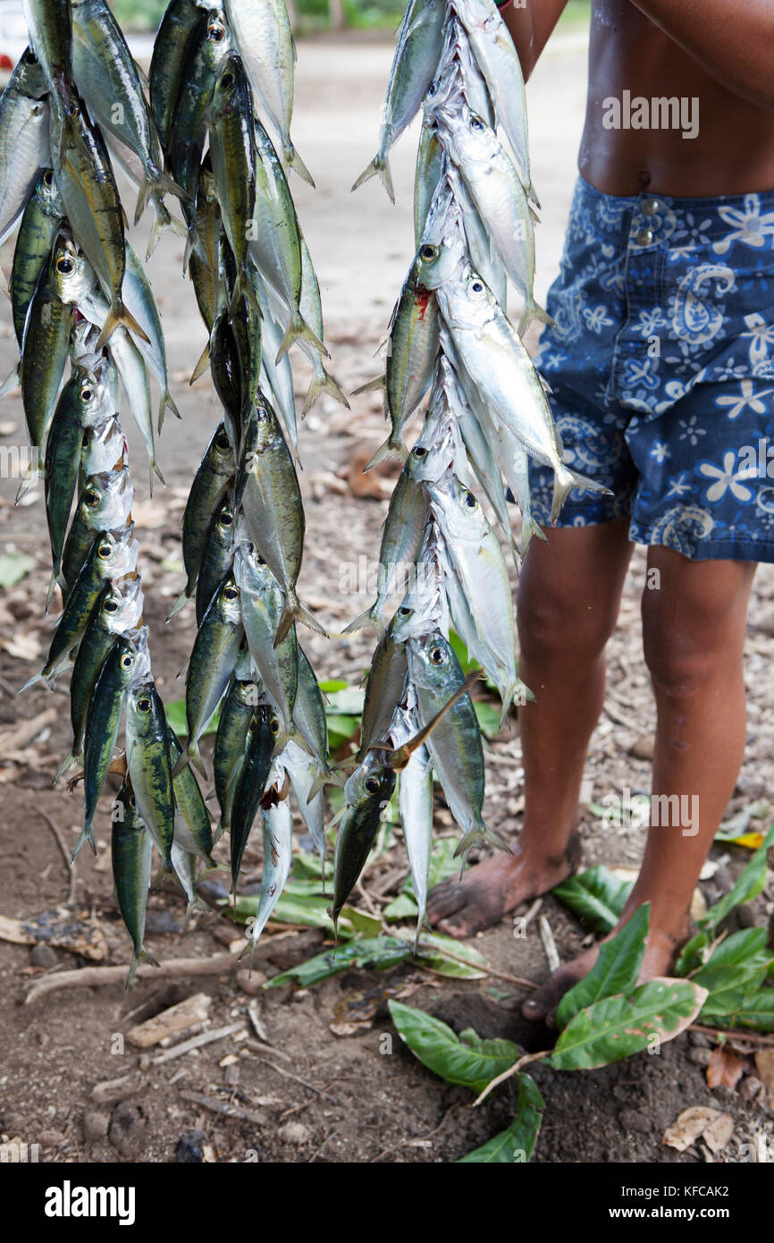 FRENCH POLYNESIA, Moorea. A young boy with his catch which he will ...