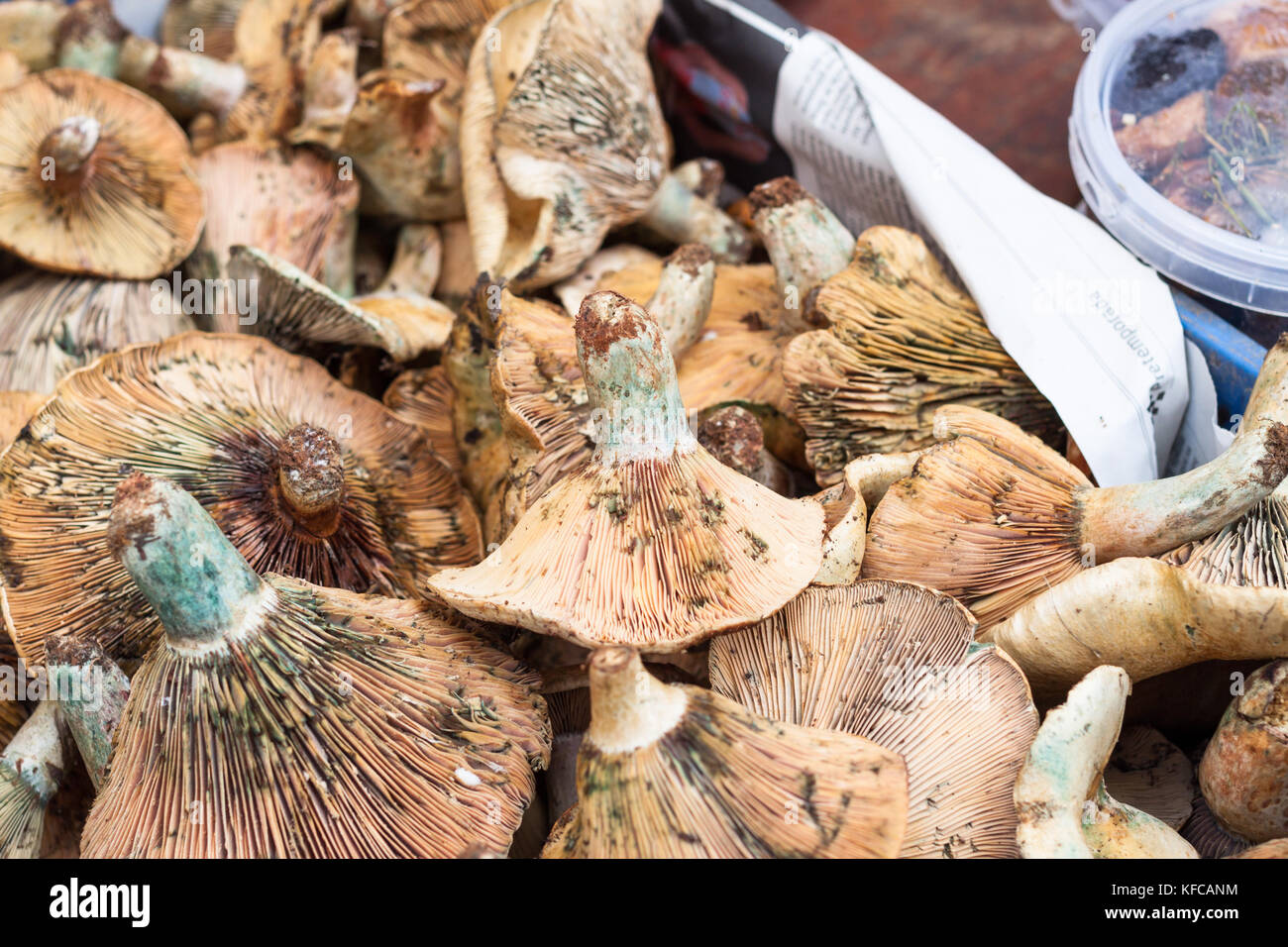 Bloody milk cap (Lactarius sanguifluus) mushroom for sale at Sineu ...
