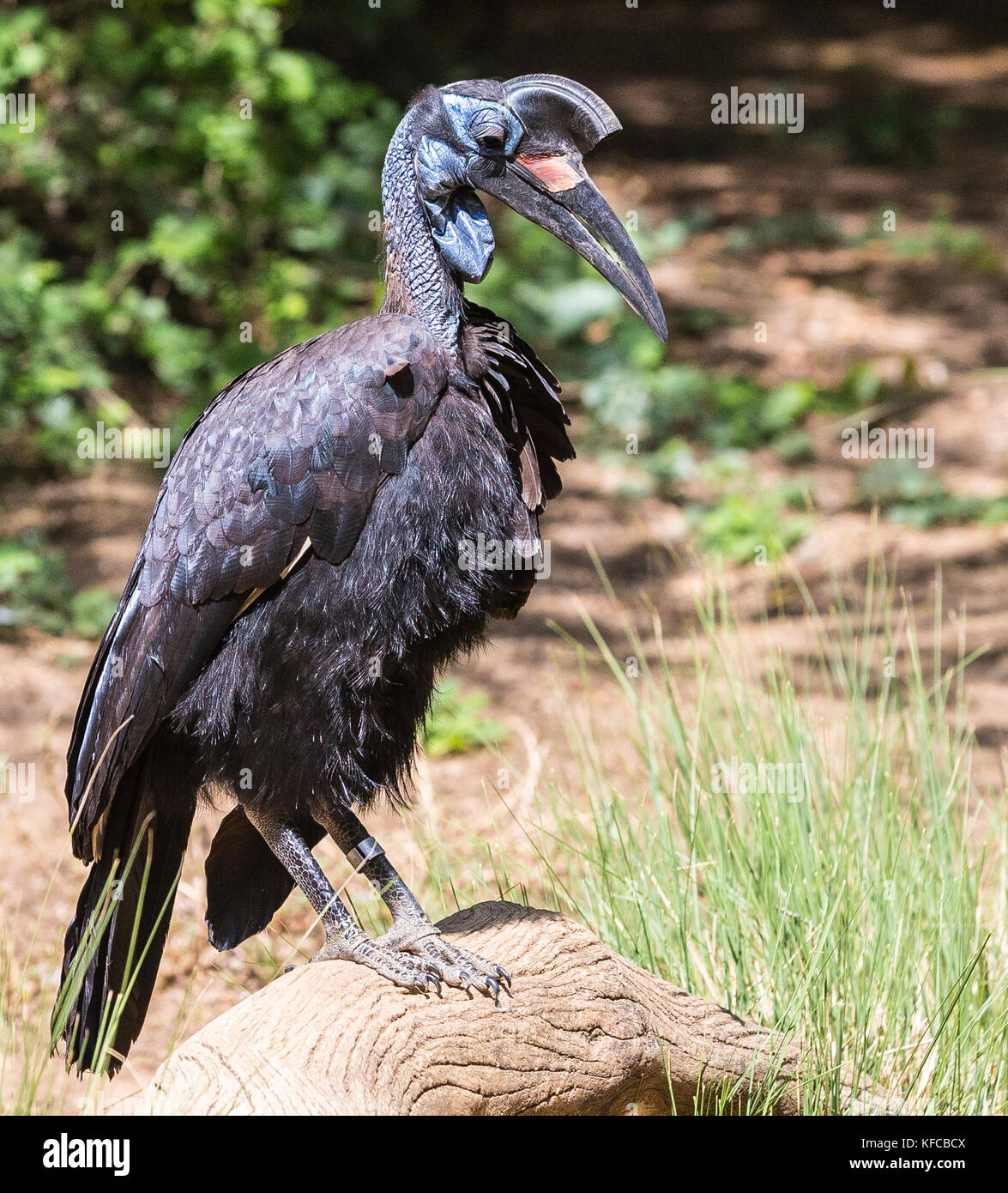 female abyssinian ground hornbill Stock Photo - Alamy