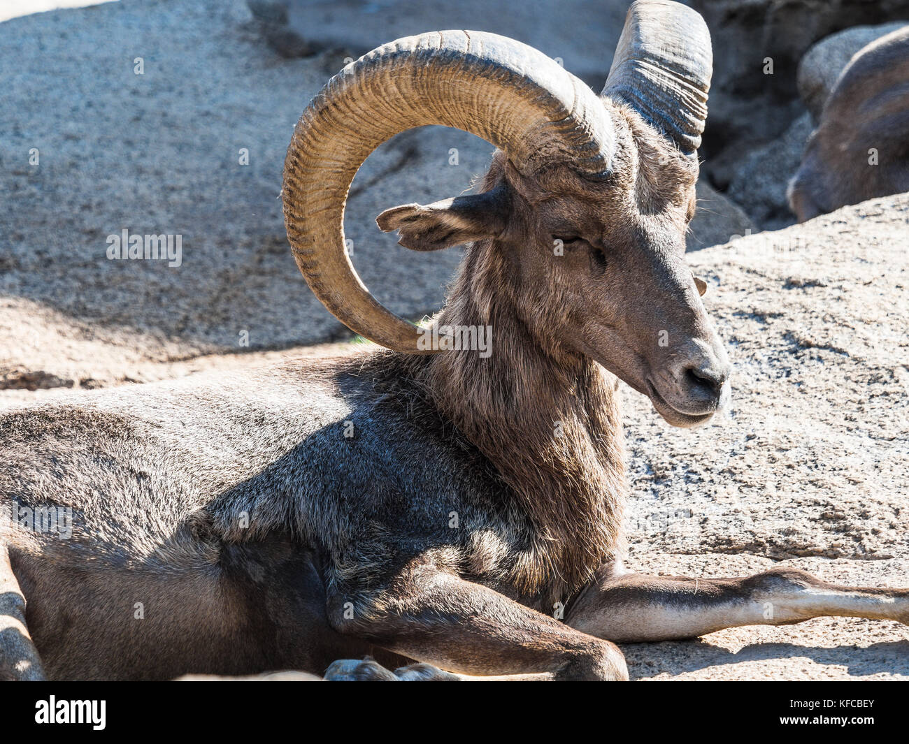 bighorn sheep ram Stock Photo - Alamy
