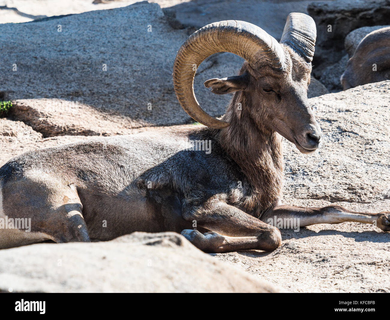 bighorn sheep ram Stock Photo - Alamy