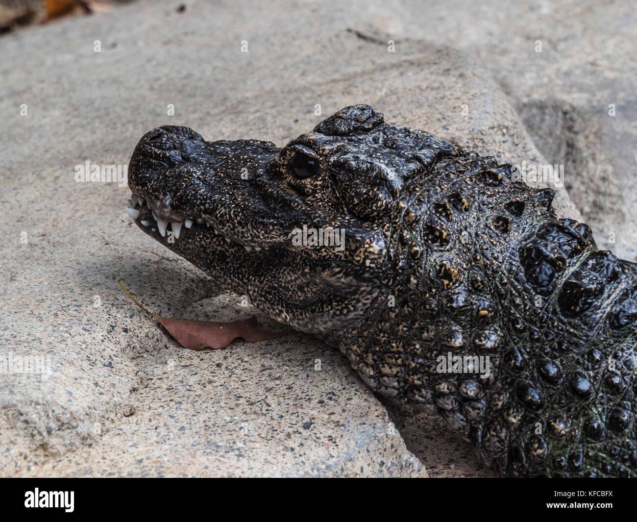chinese alligator Stock Photo - Alamy