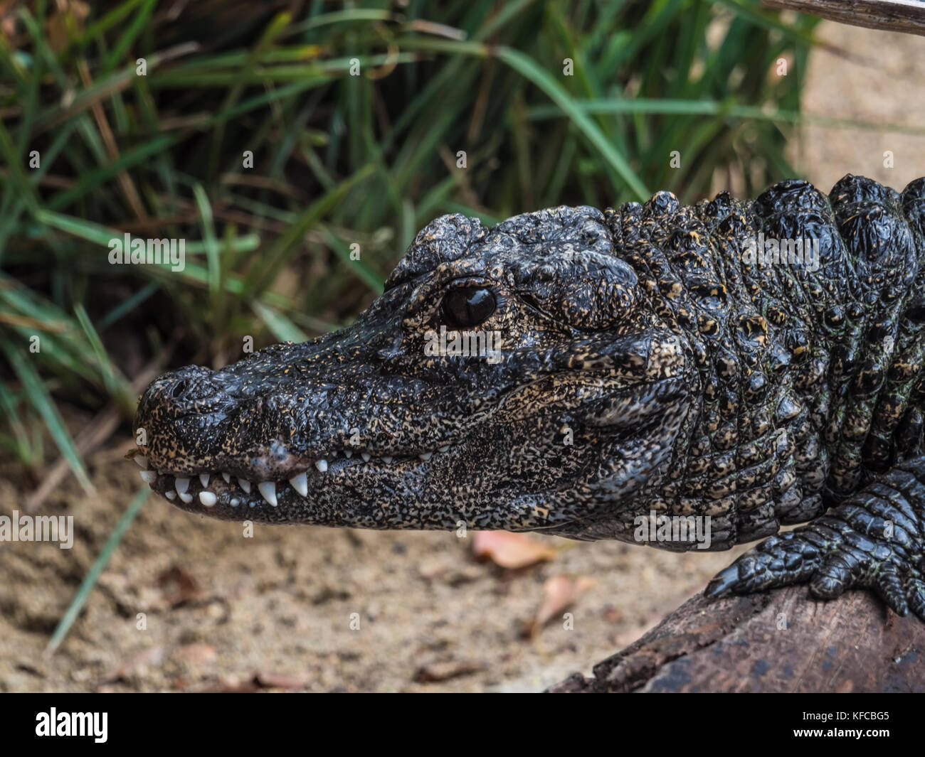 Chinese alligator hi-res stock photography and images - Alamy