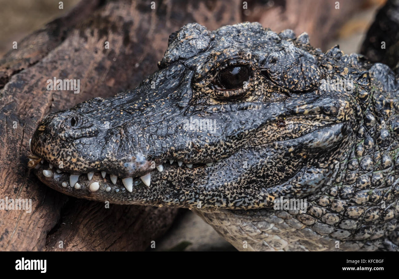 Chinese alligator hi-res stock photography and images - Alamy