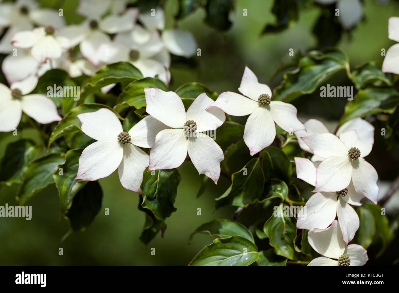 Cornus kousa uk garden High Resolution Stock Photography and Images - Alamy