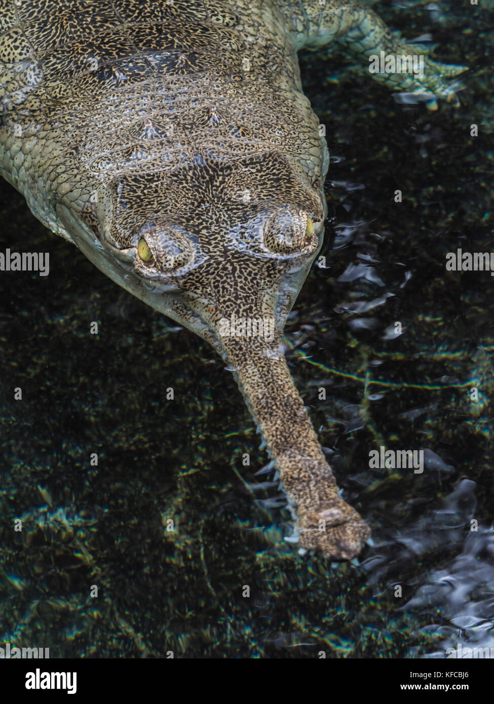 Gharial fish hi-res stock photography and images - Alamy