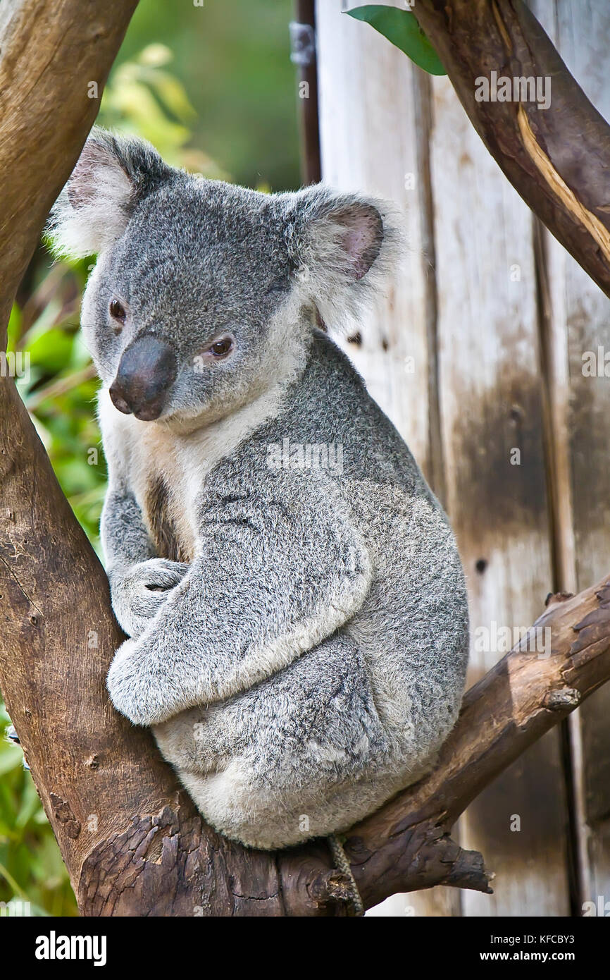 Koala rests in an outdoor exhibit at the San Diego Zoo, CA. The Koala ...