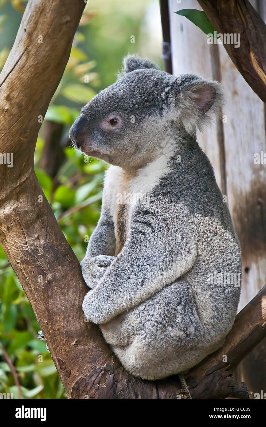 Koala rests in an outdoor exhibit at the San Diego Zoo, CA. The Koala ...