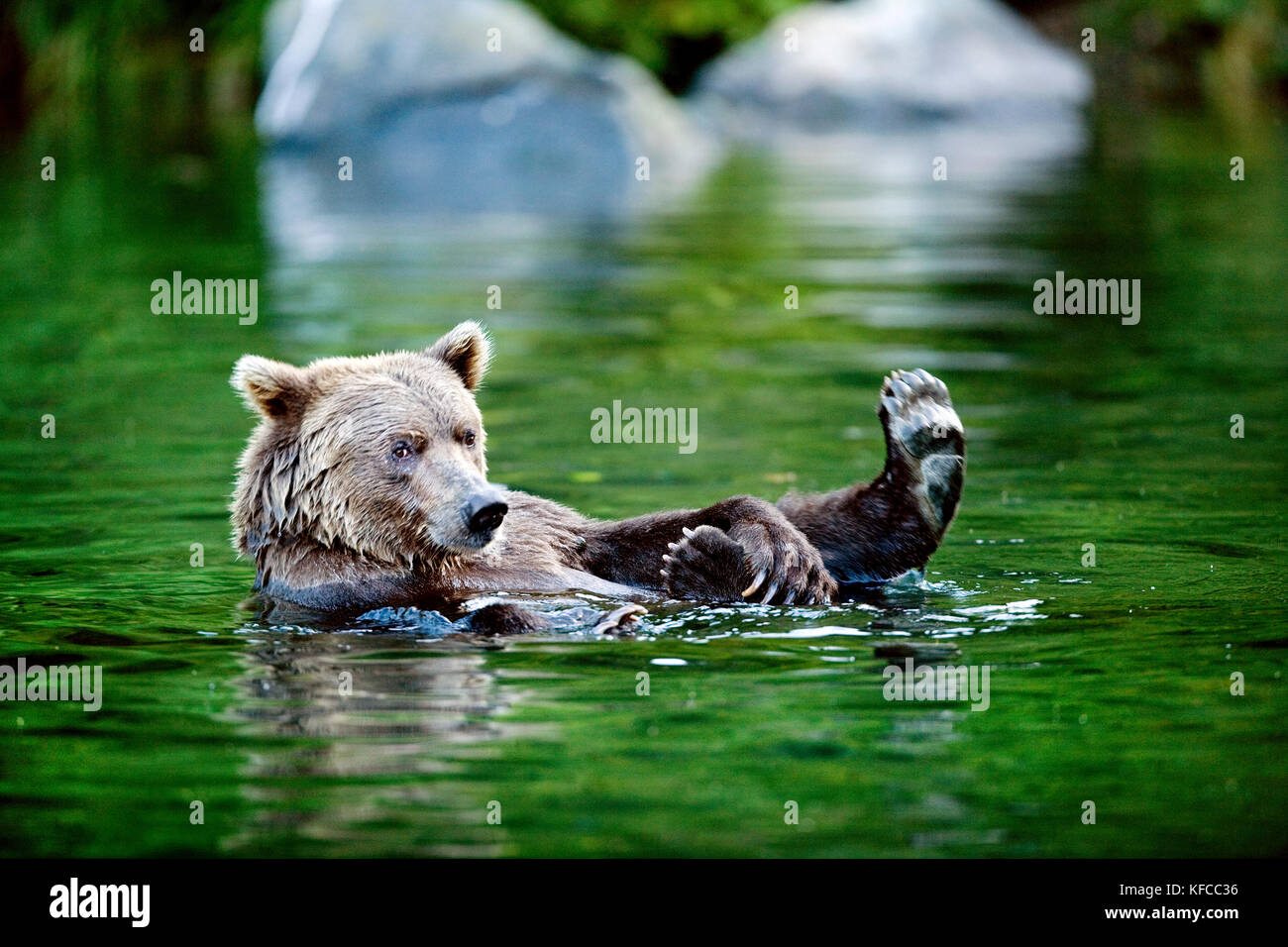 USA, Alaska, grizzly bear floating, Wolverine Cove, Redoubt Bay Stock ...