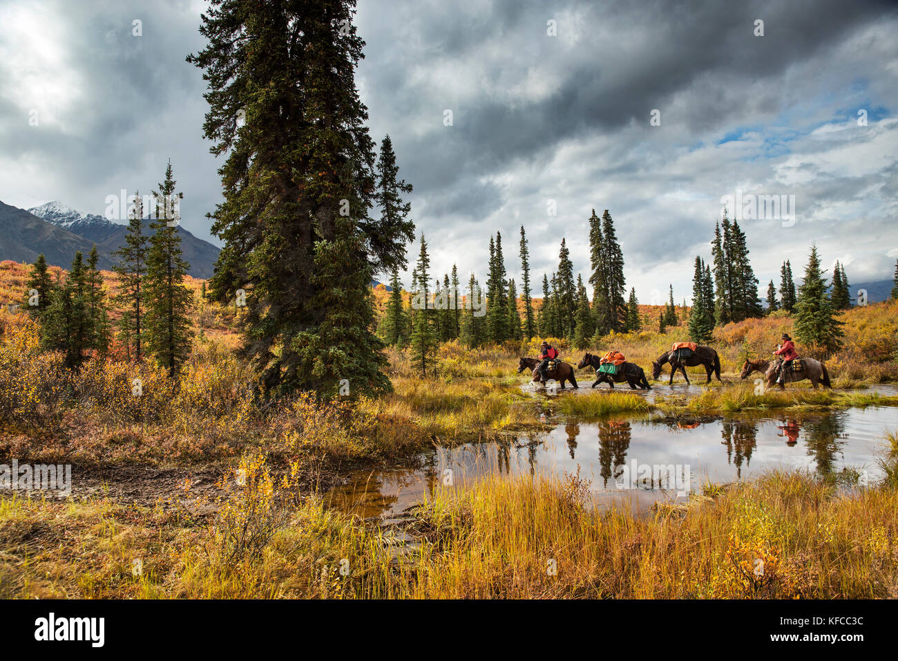 USA, Alaska, Cantwell, Horse Pack trip into the Jack River Valley at ...