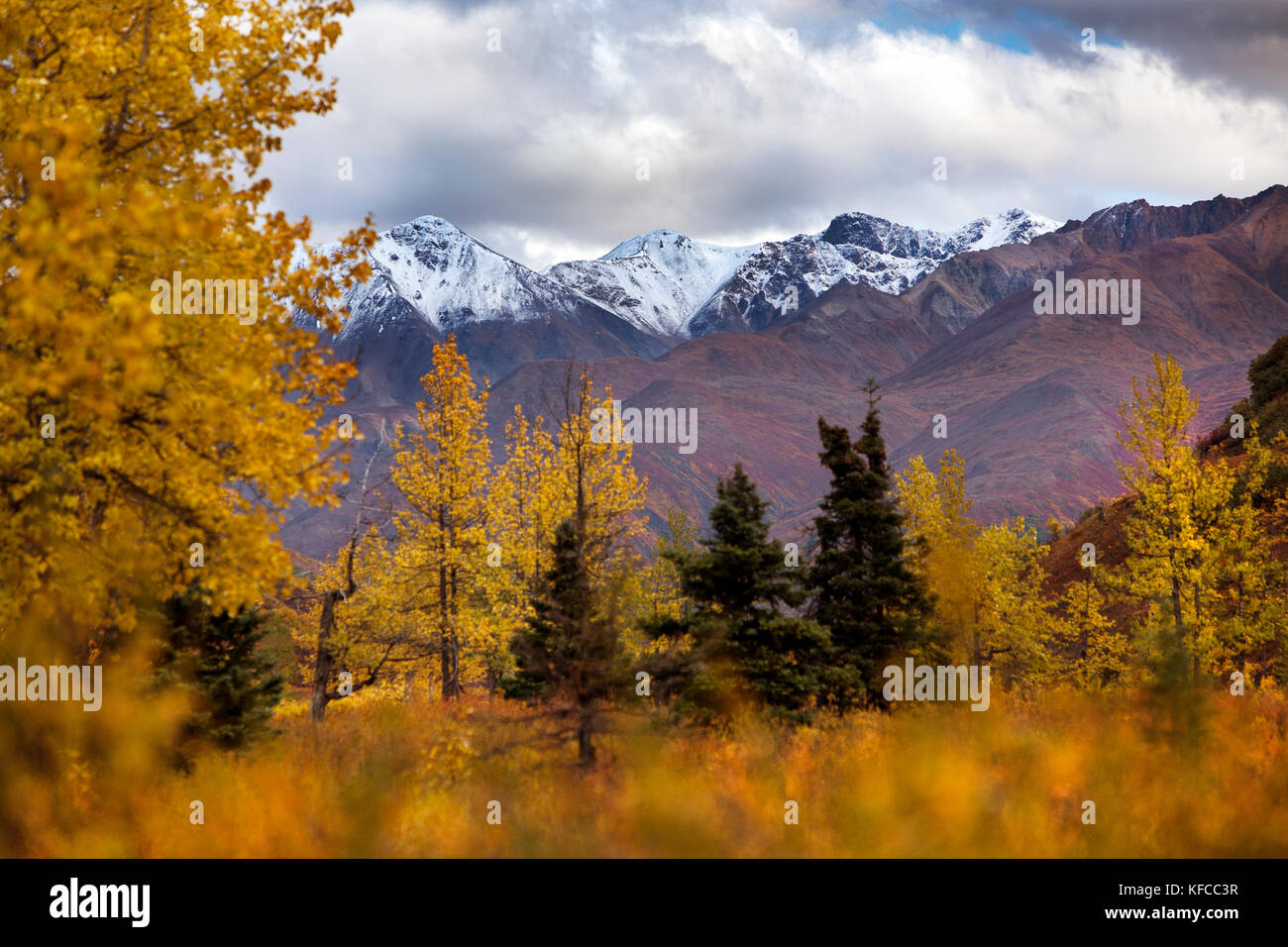 USA, Alaska, Cantwell, Horse Pack trip into the Jack River Valley at ...