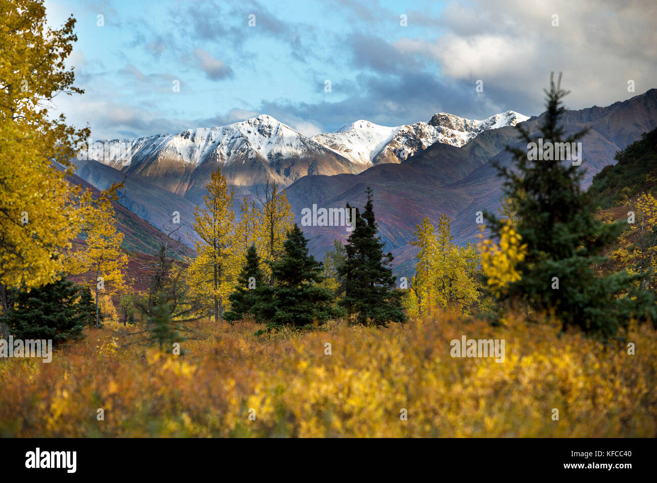 USA, Alaska, Cantwell, Horse Pack trip into the Jack River Valley at ...
