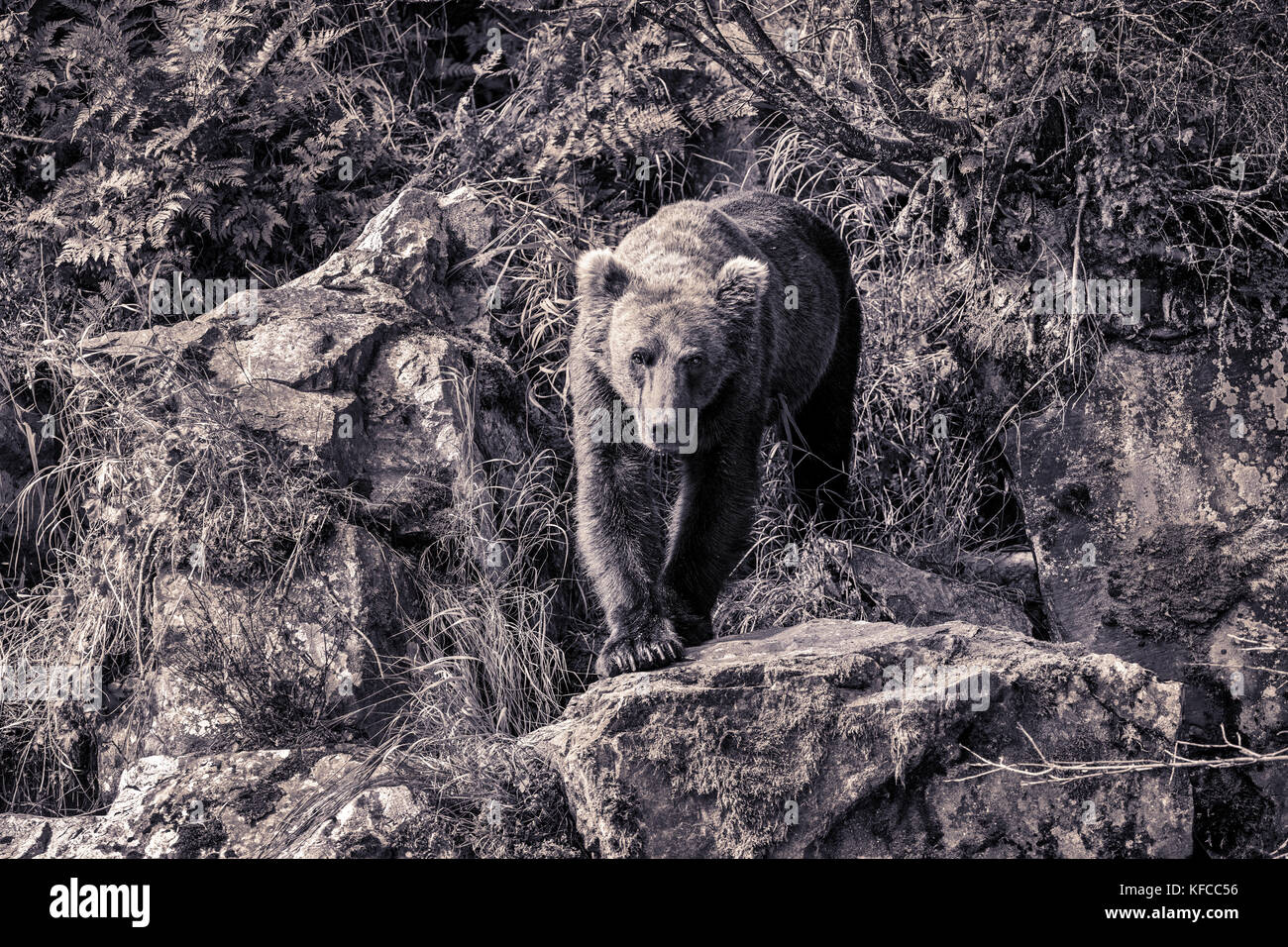 USA, Alaska, Redoubt Bay, Big River Lake, a brown grizzly bear walking ...