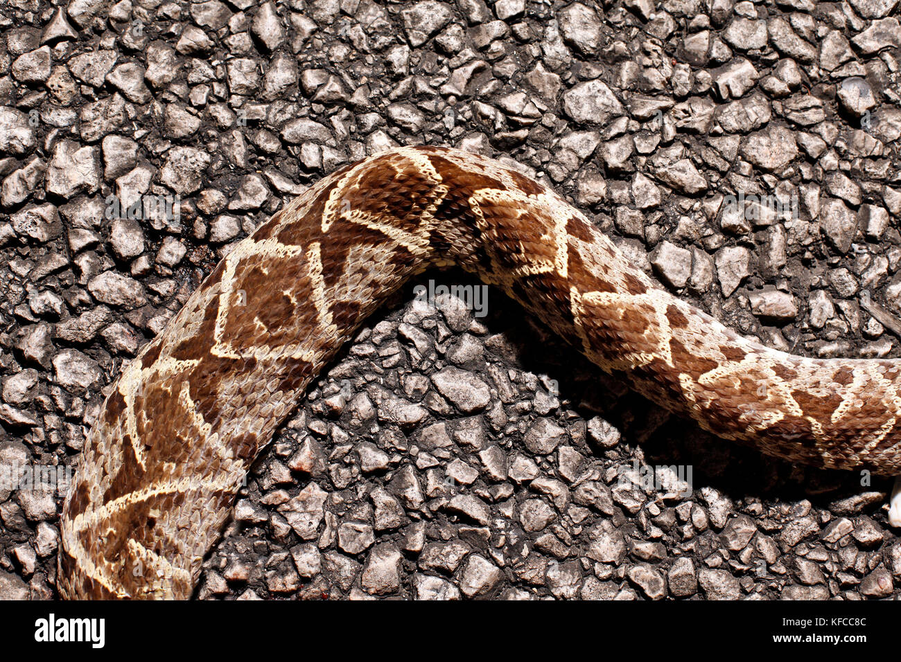 BELIZE, Punta Gorda, Toledo, a Fer-de-Lance snake in the road near ...
