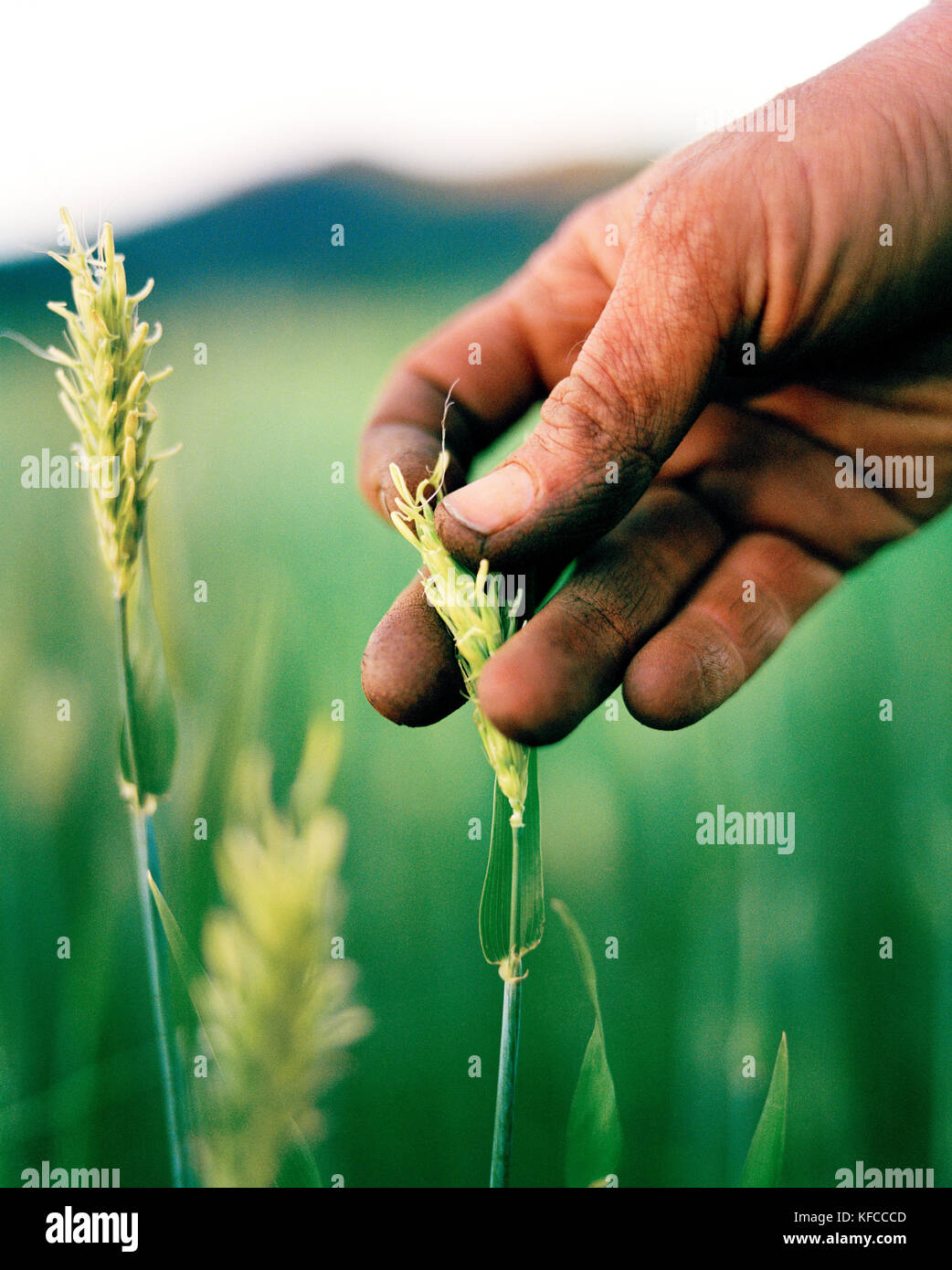 Hand in field of grains hi-res stock photography and images - Alamy