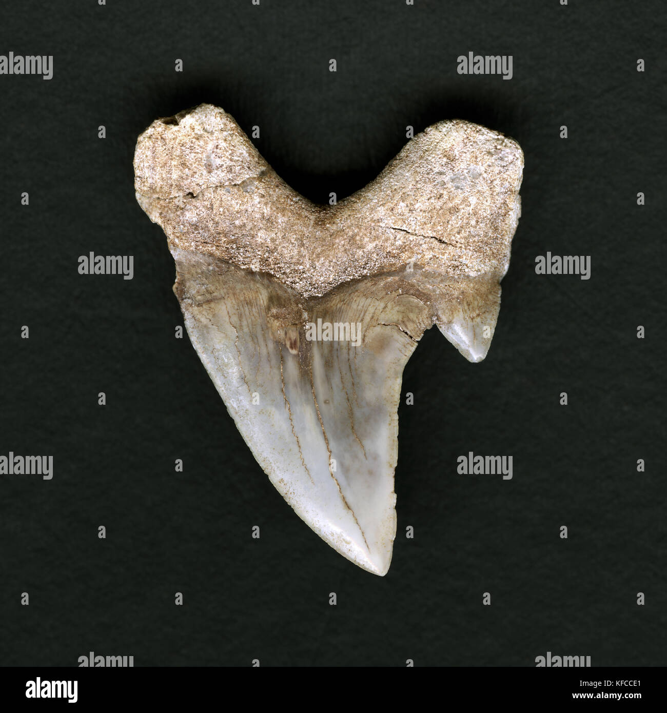 Sandshark teeth hi-res stock photography and images - Alamy