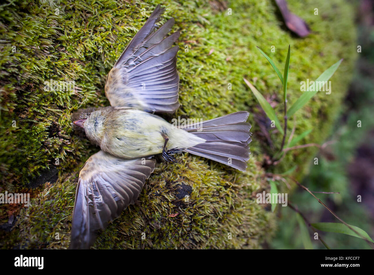 USA, California, Mill Valley, a beautiful dead bird lays atop a patch ...