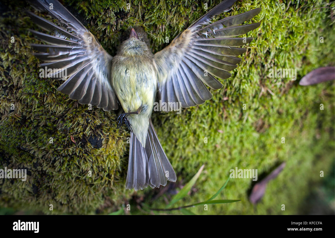 USA, California, Mill Valley, a beautiful dead bird lays atop a patch ...