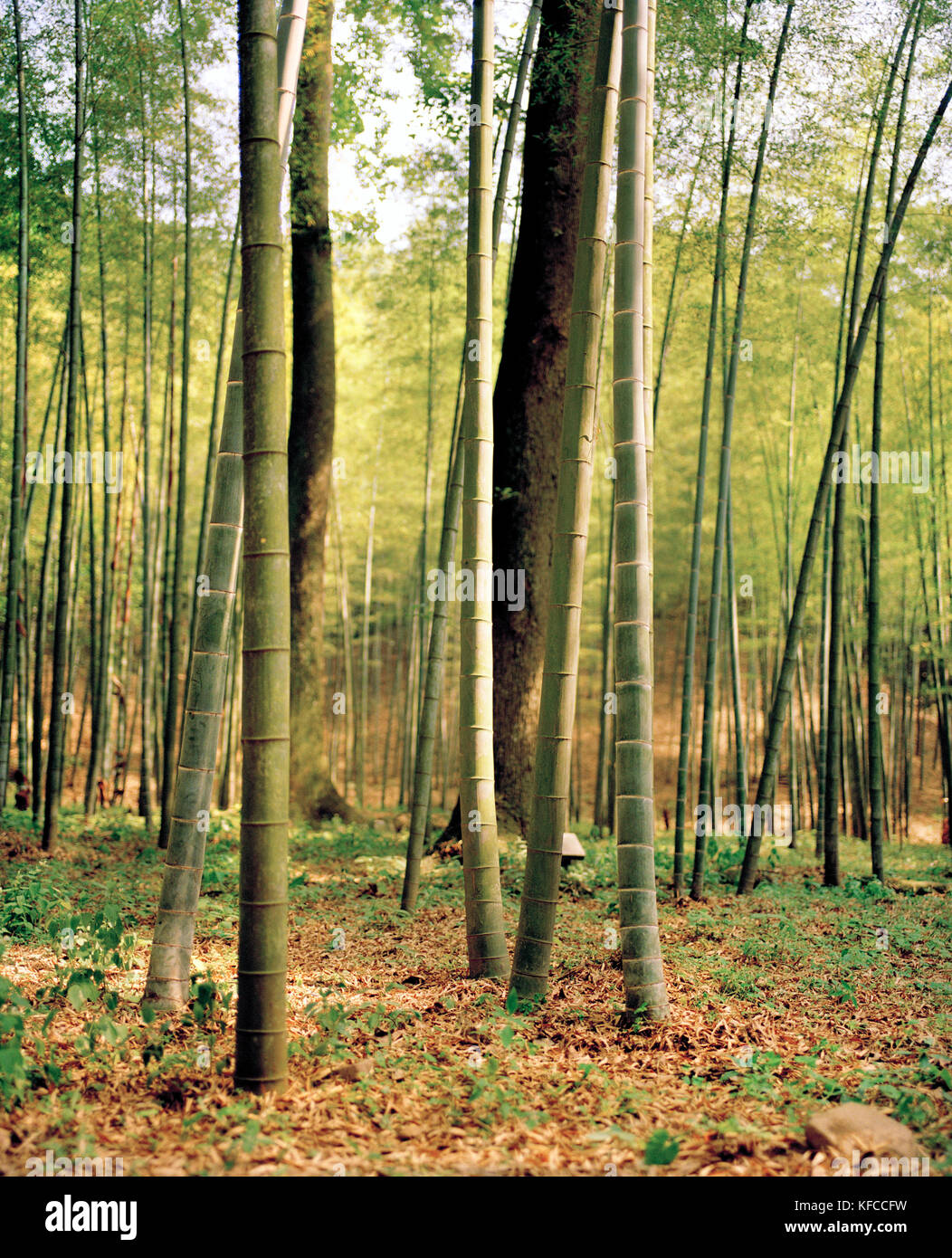 CHINA, Hangzhou, bamboo forest, Meijai Wu Stock Photo - Alamy