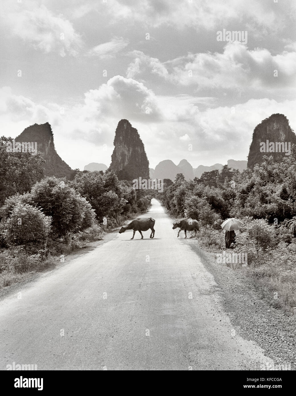 CHINA, Guilin, water buffalo cross the road in rural Guilin (B&W Stock ...