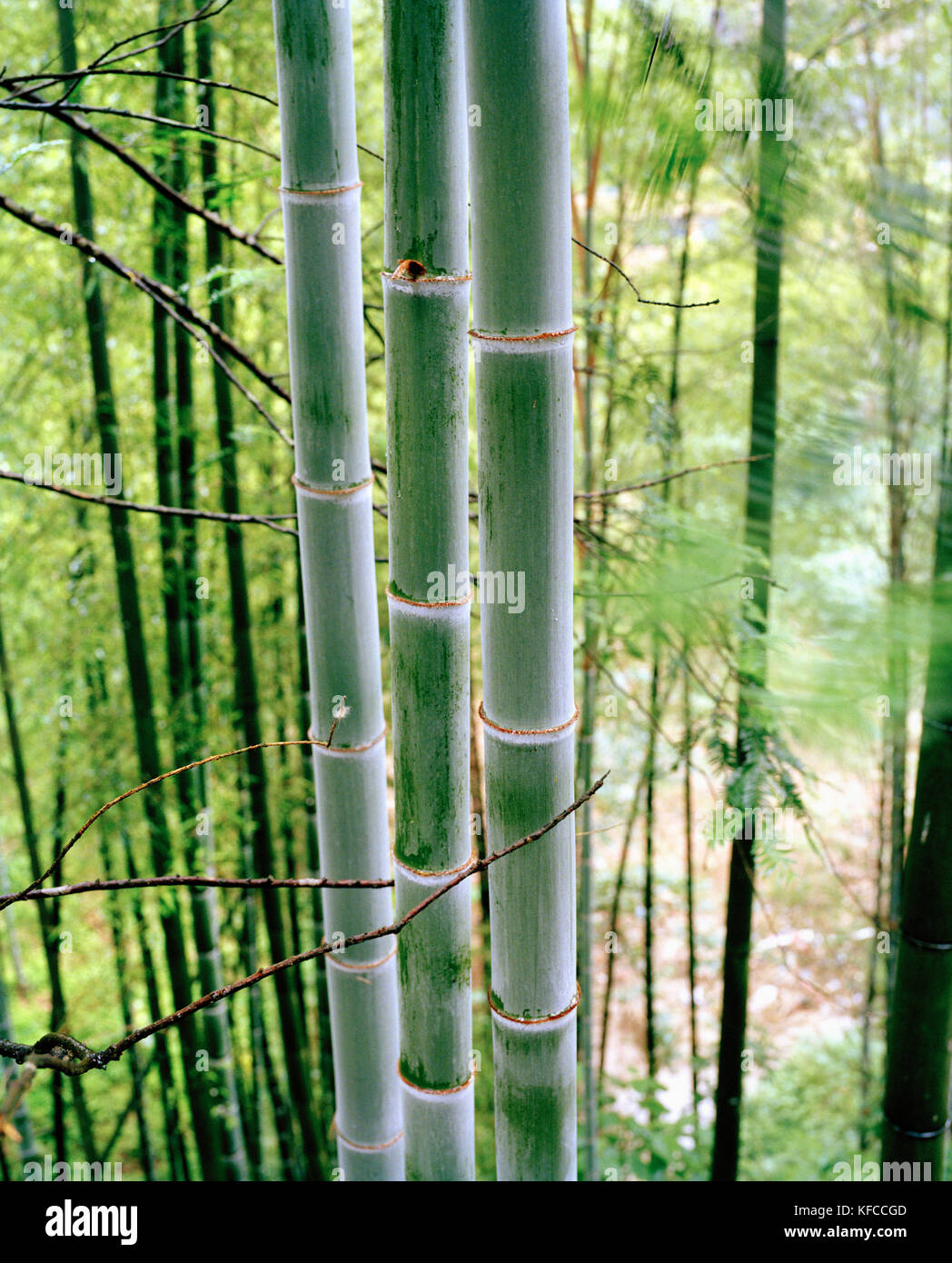 CHINA, Longsheng, bamboo trees in forest at the Dragon Backbone Rice ...