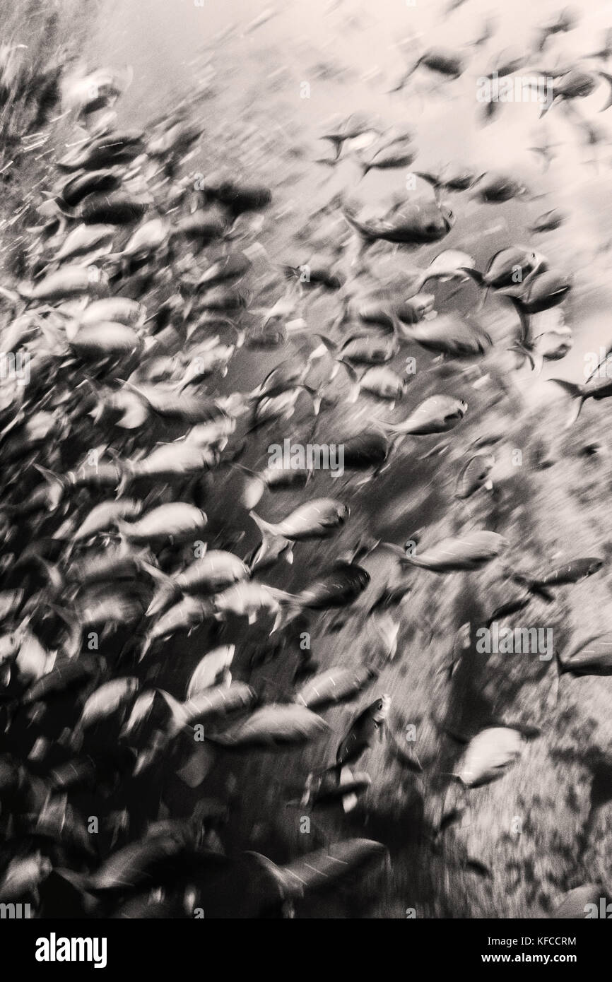 GALAPAGOS ISLANDS, ECUADOR, Isabela Island, Punta Vicente Roca, fish ...