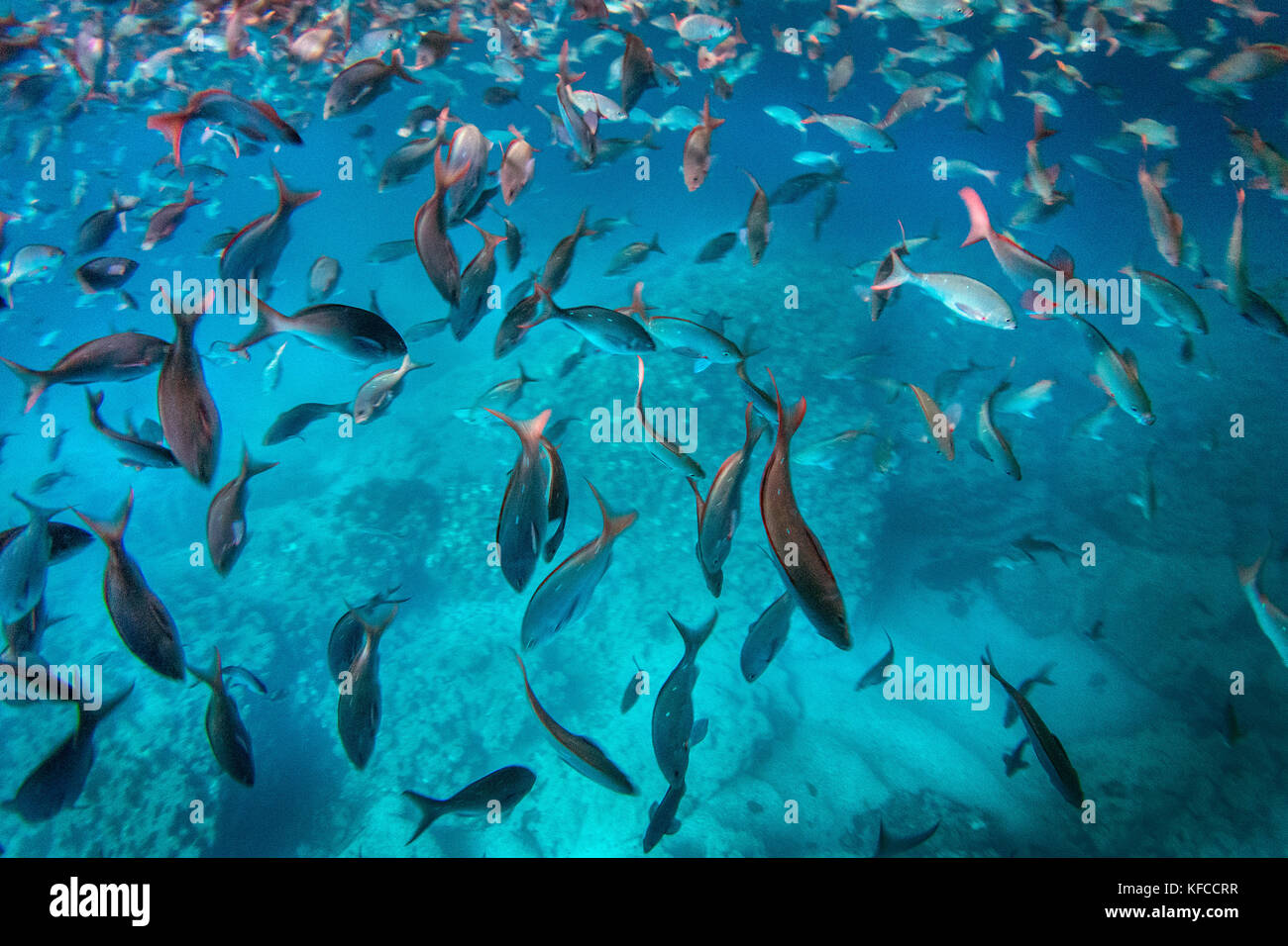 GALAPAGOS ISLANDS, ECUADOR, Isabela Island, Punta Vicente Roca, fish ...
