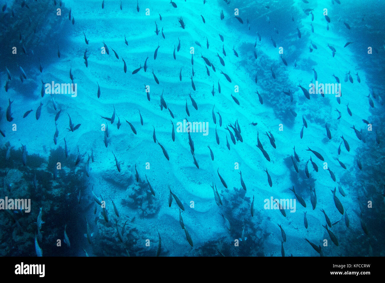 GALAPAGOS ISLANDS, ECUADOR, Isabela Island, Punta Vicente Roca, fish ...