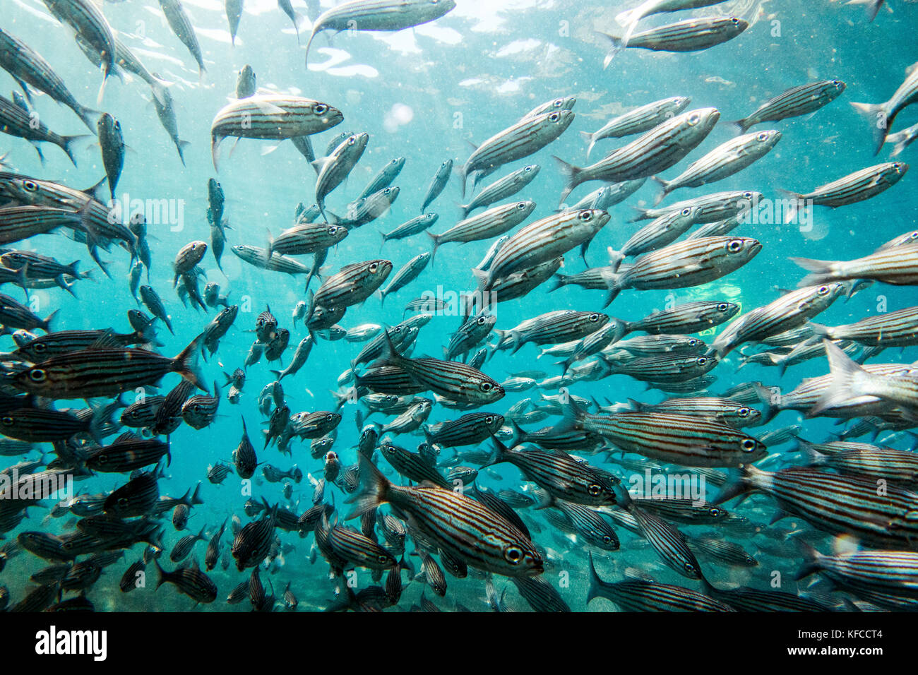 GALAPAGOS ISLANDS, ECUADOR, Isabela Island, Punta Vicente Roca, fish ...