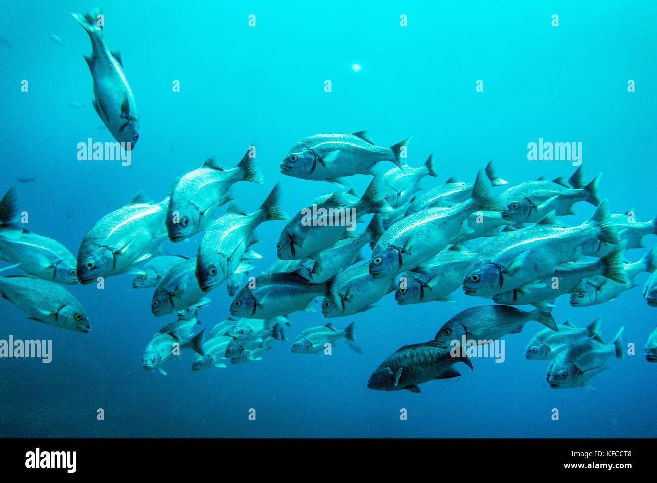 GALAPAGOS ISLANDS, ECUADOR, Isabela Island, Punta Vicente Roca, fish ...