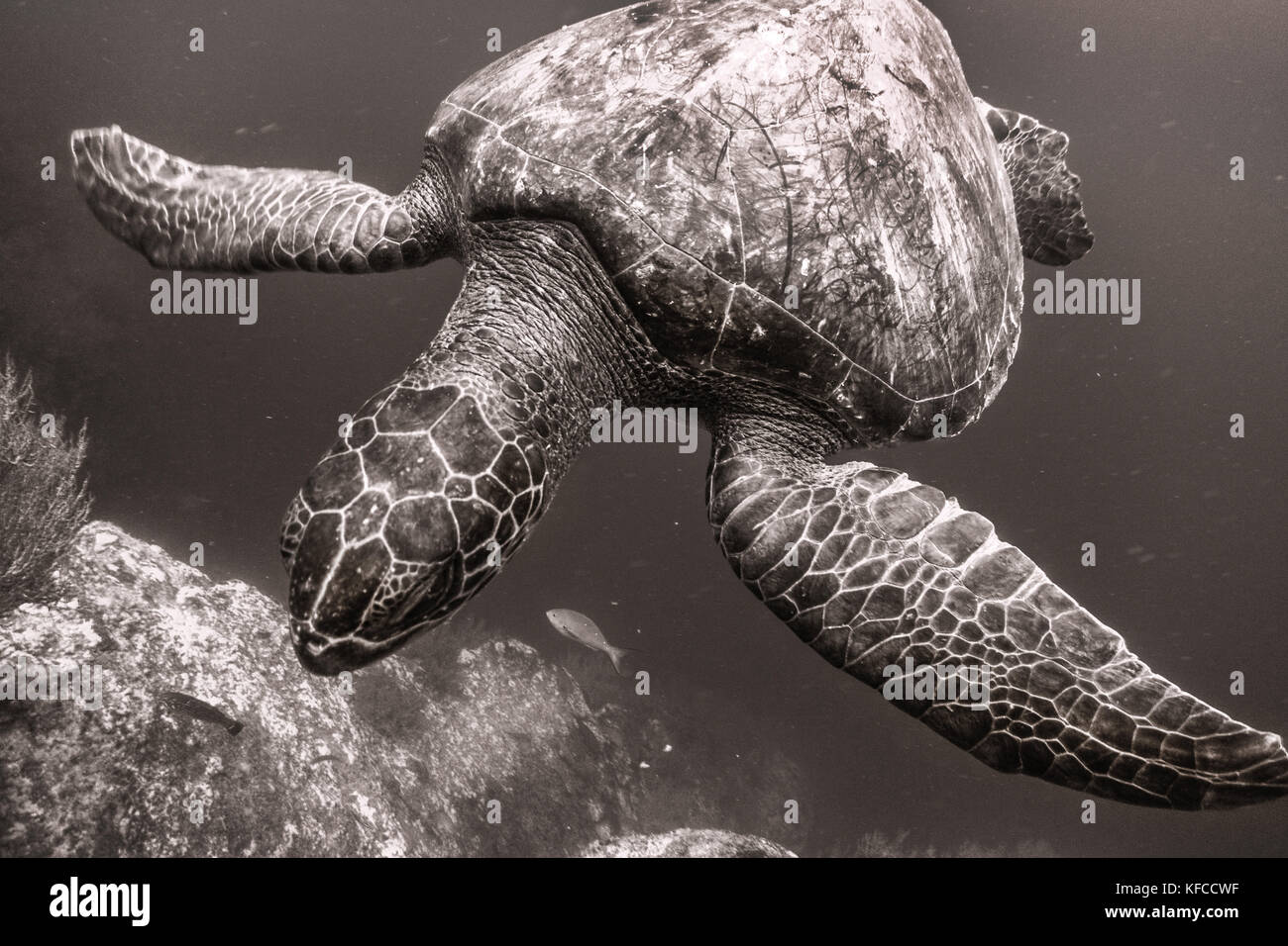 GALAPAGOS ISLANDS, ECUADOR, a sea turtle seen while diving in the ...
