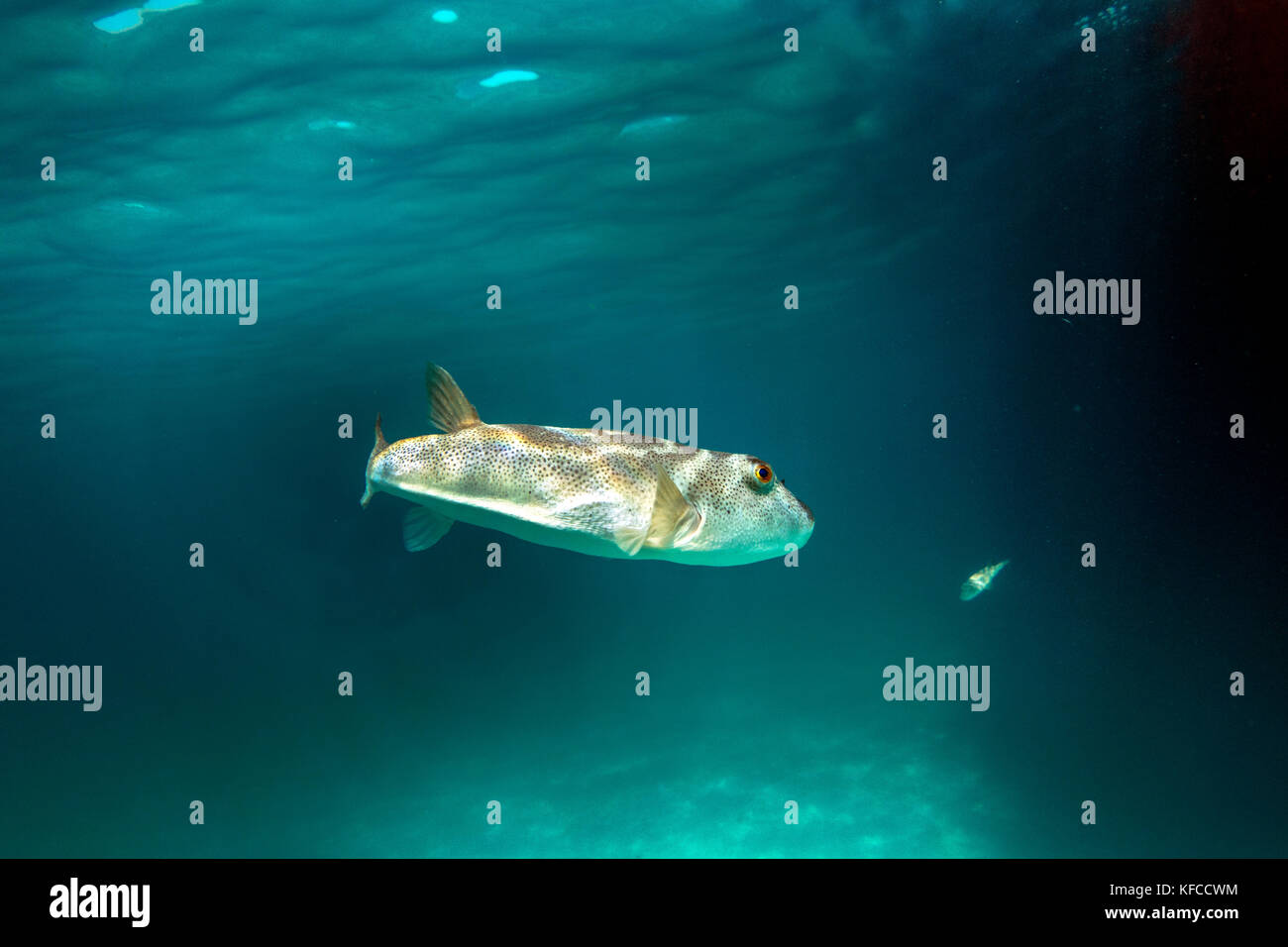 GALAPAGOS ISLANDS, ECUADOR, puffer fish seen while snorkeling in the ...