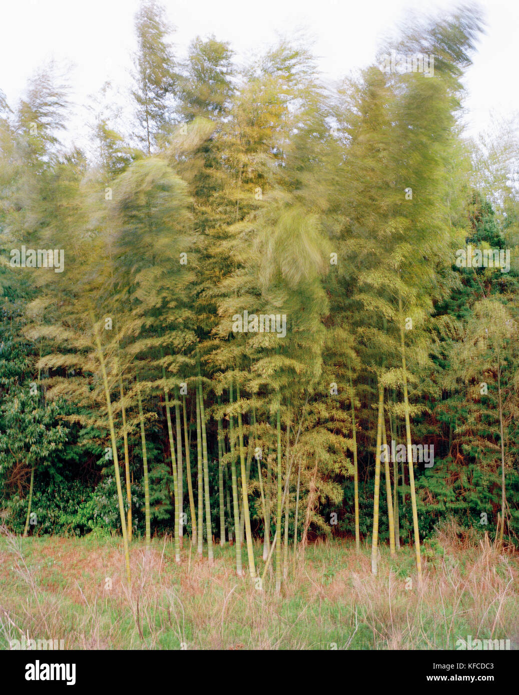 JAPAN, Kyushu, bamboo blowing in the wind, Hizen Stock Photo - Alamy