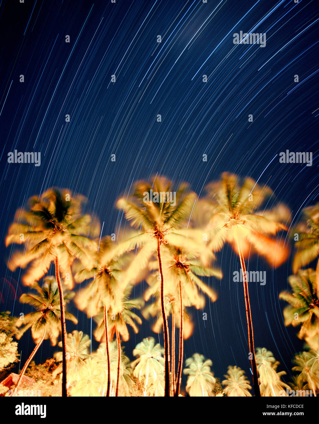 MADAGASCAR, palm trees with star trails at night, Anjajavy Hotel Stock ...
