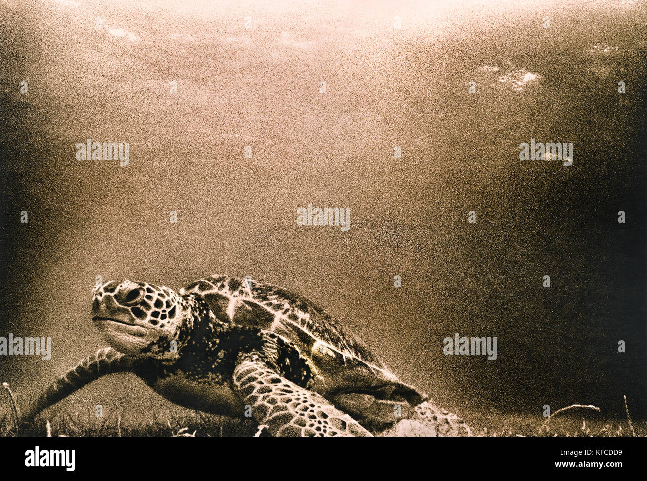 MEXICO, Maya Riviera, close-up of a sea turtle underwater at the Akumal ...