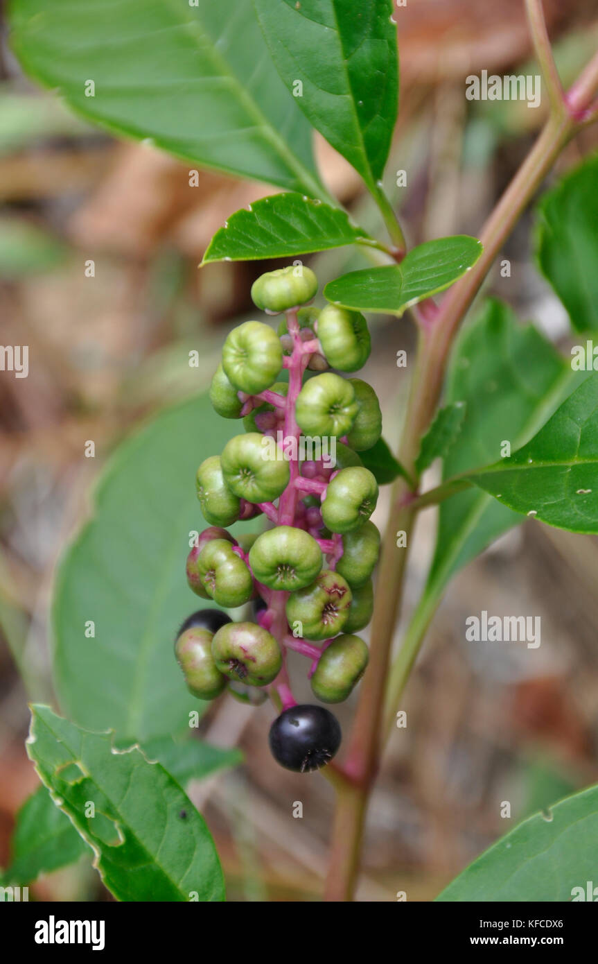 A berried shrub growing in countryside area of South Carolina, USA ...