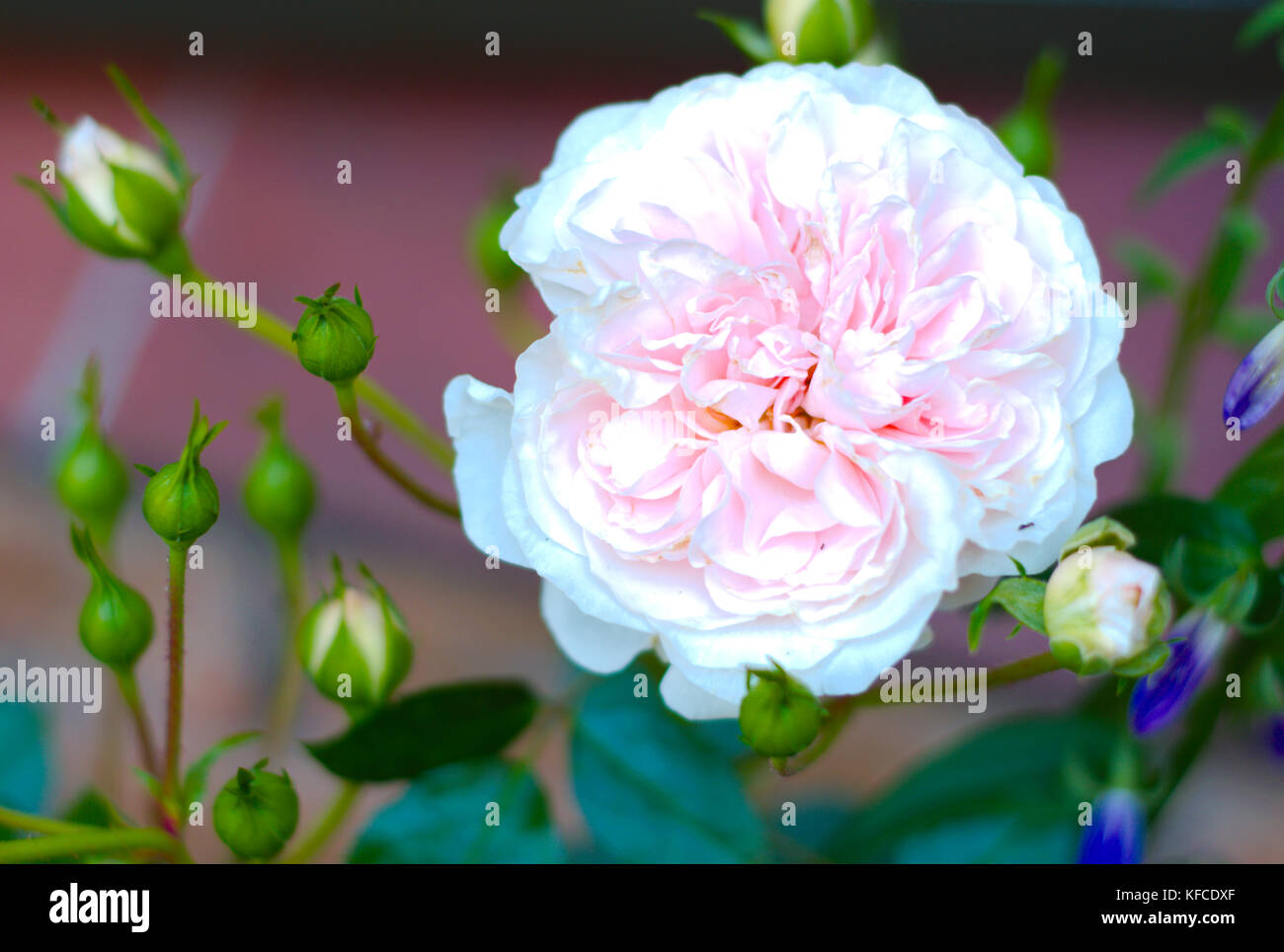 Rose My Granny Stock Photo - Alamy