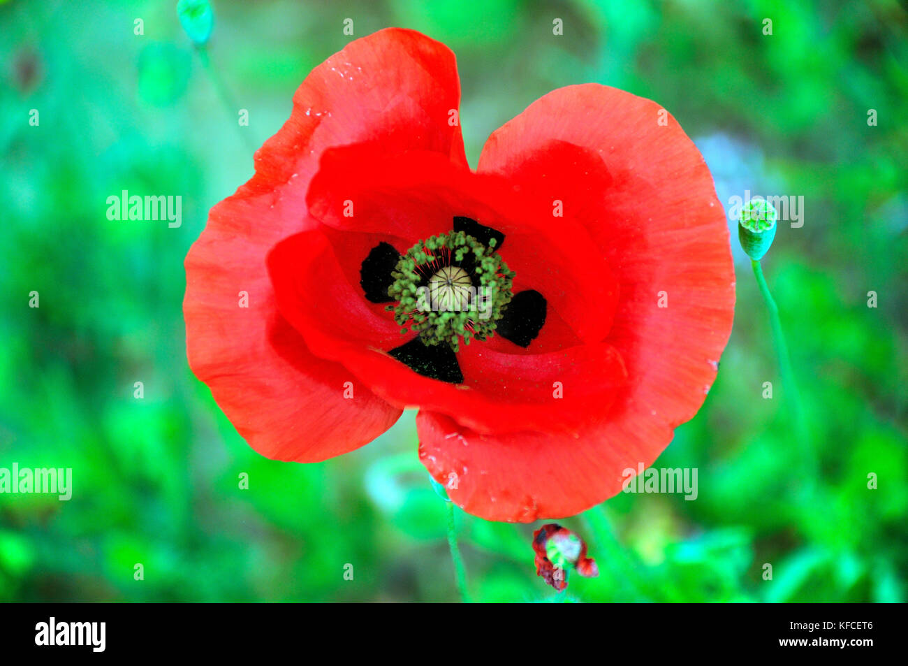 Poppies, Alentejo. Portugal Stock Photo - Alamy