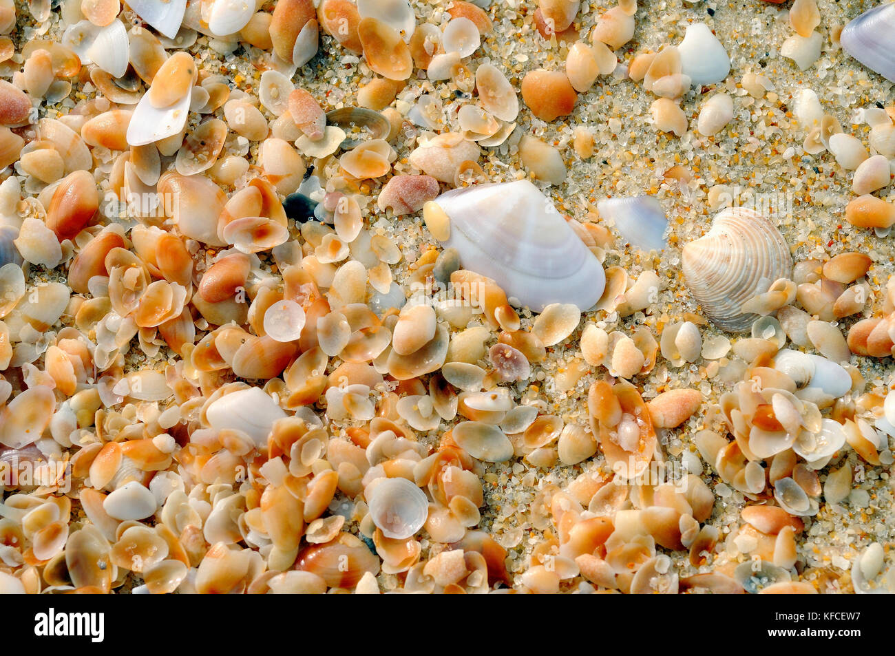 Shells on the beach. Comporta, Portugal Stock Photo - Alamy