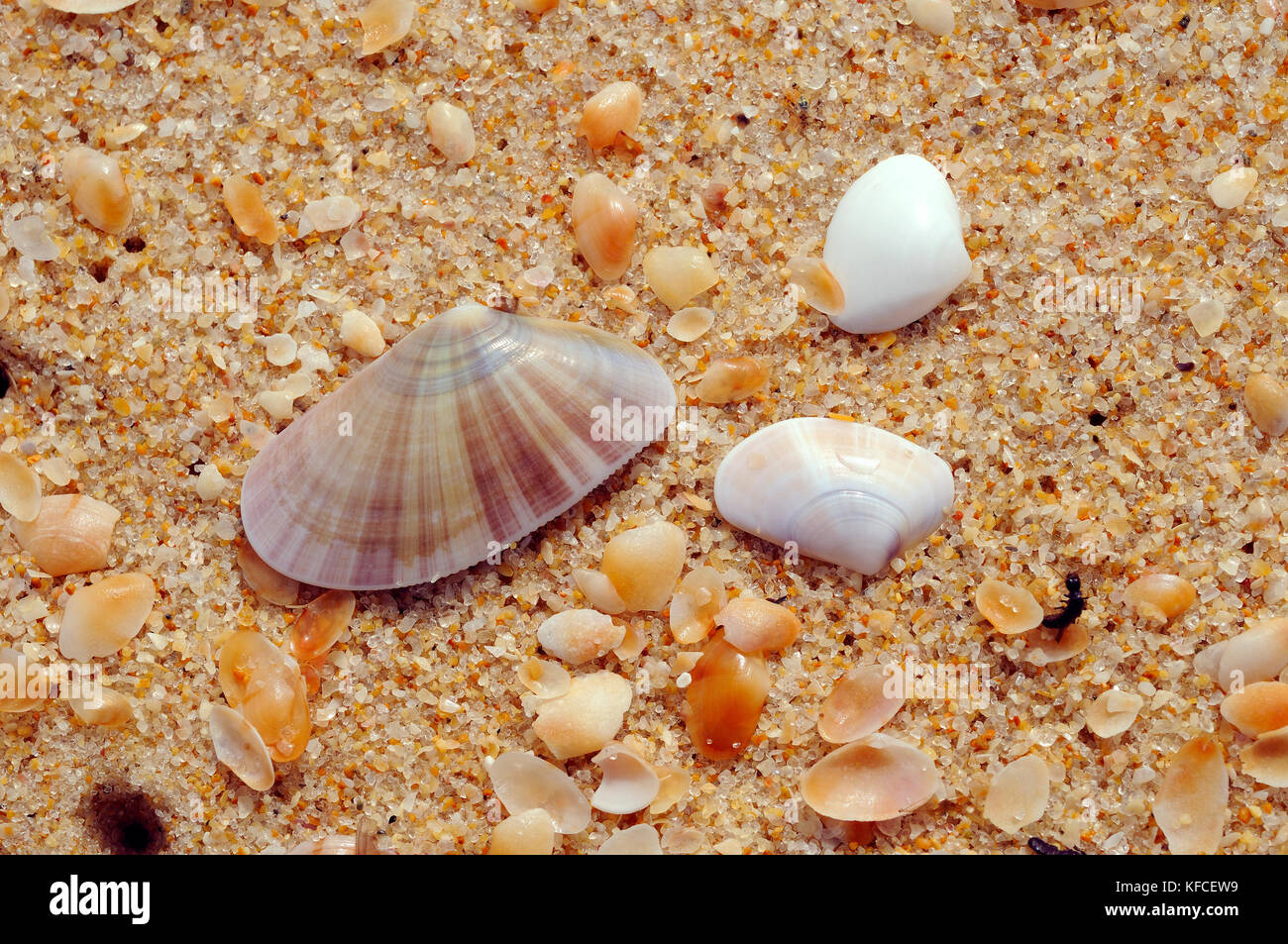 Shells on the beach. Comporta, Portugal Stock Photo - Alamy