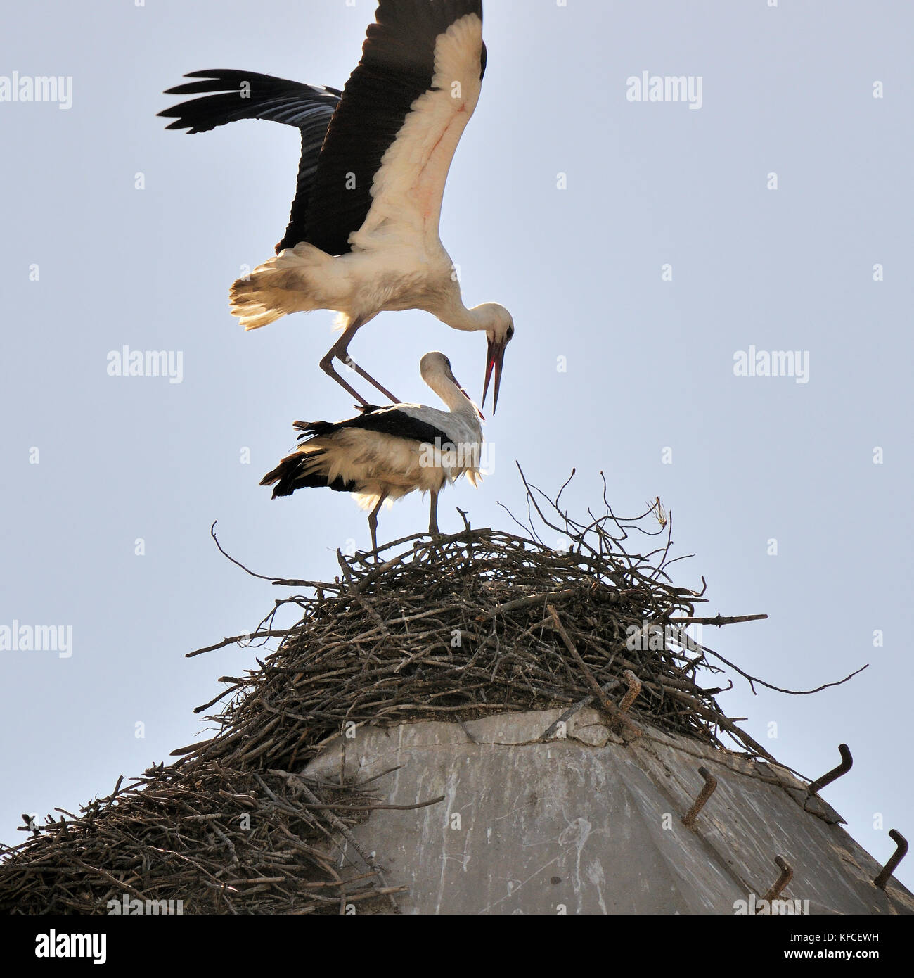 Storks in the nest hi-res stock photography and images - Alamy