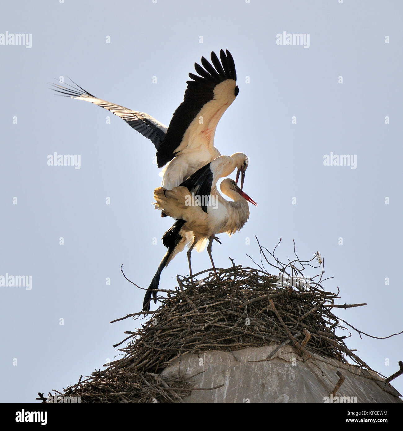 Storks Portugal Stock Photos & Storks Portugal Stock Images - Alamy