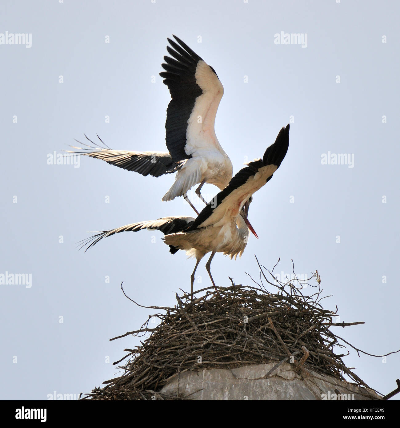 Storks hi-res stock photography and images - Alamy