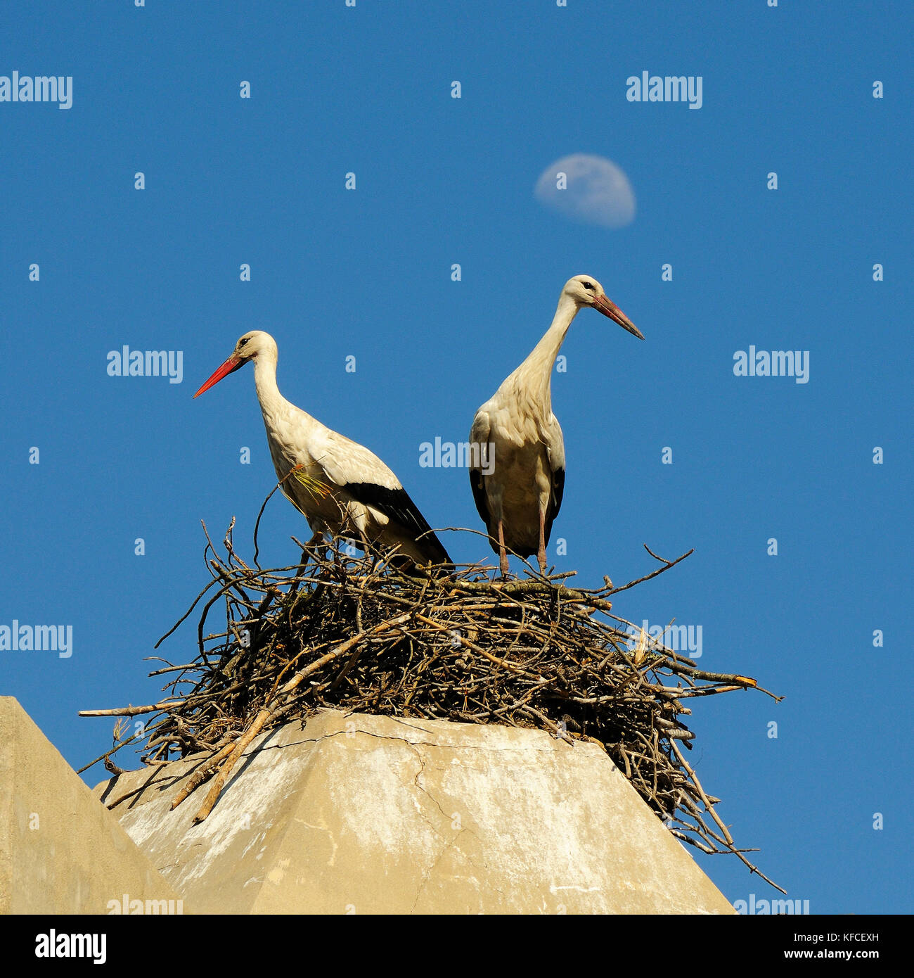 Storks in the nest, Comporta, Alentejo, Portugal Stock Photo - Alamy