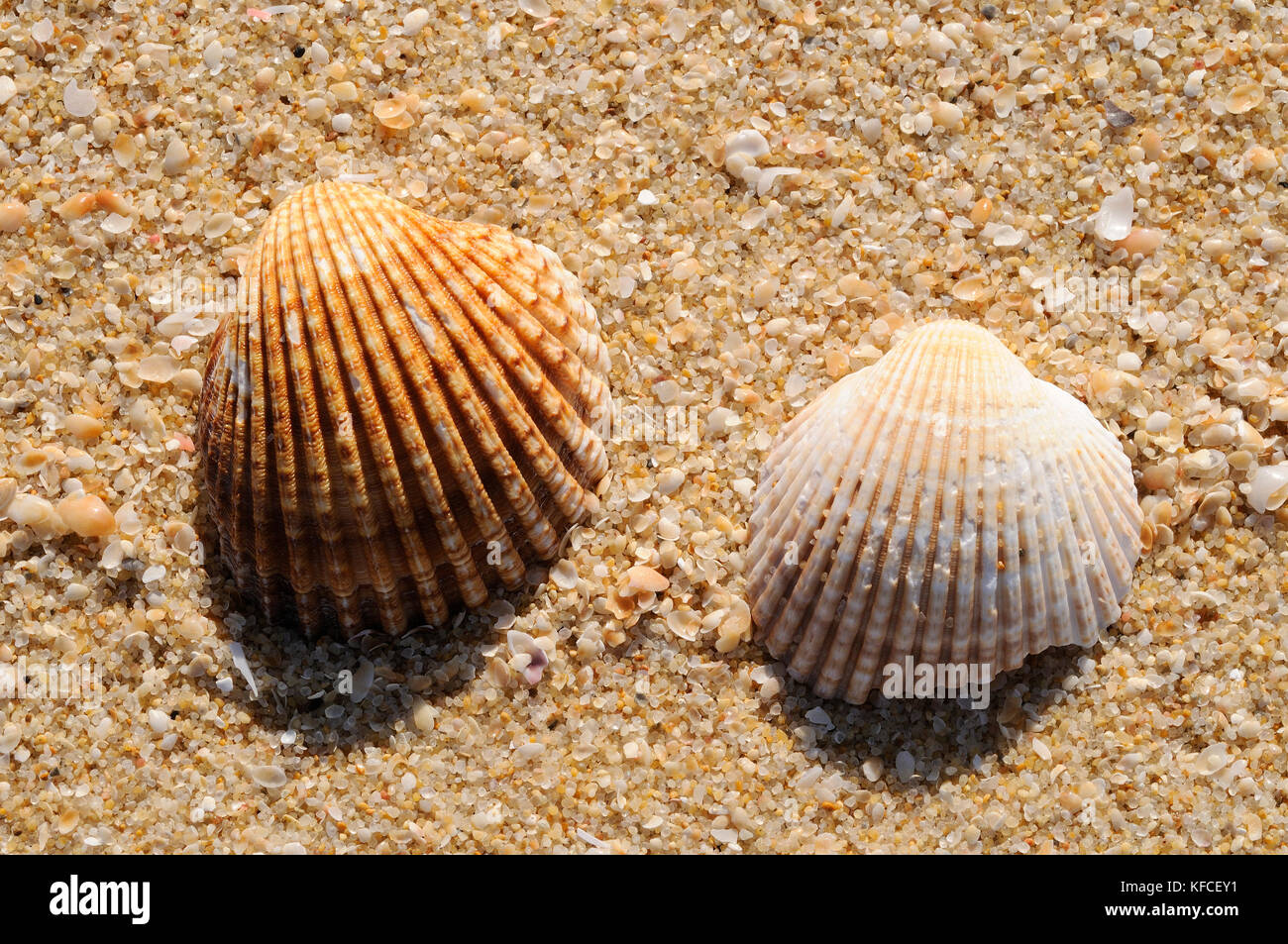 Shells on the beach. Comporta, Portugal Stock Photo - Alamy